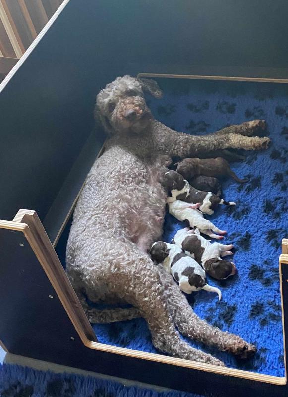 B3-Wurf Olivia *11.04.2024 :: Lagotto Romagnolo Comes cordis Ruoff